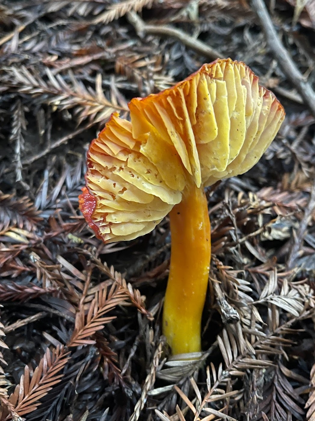 Mushroom Identification in Humboldt County | Little Lost Forest